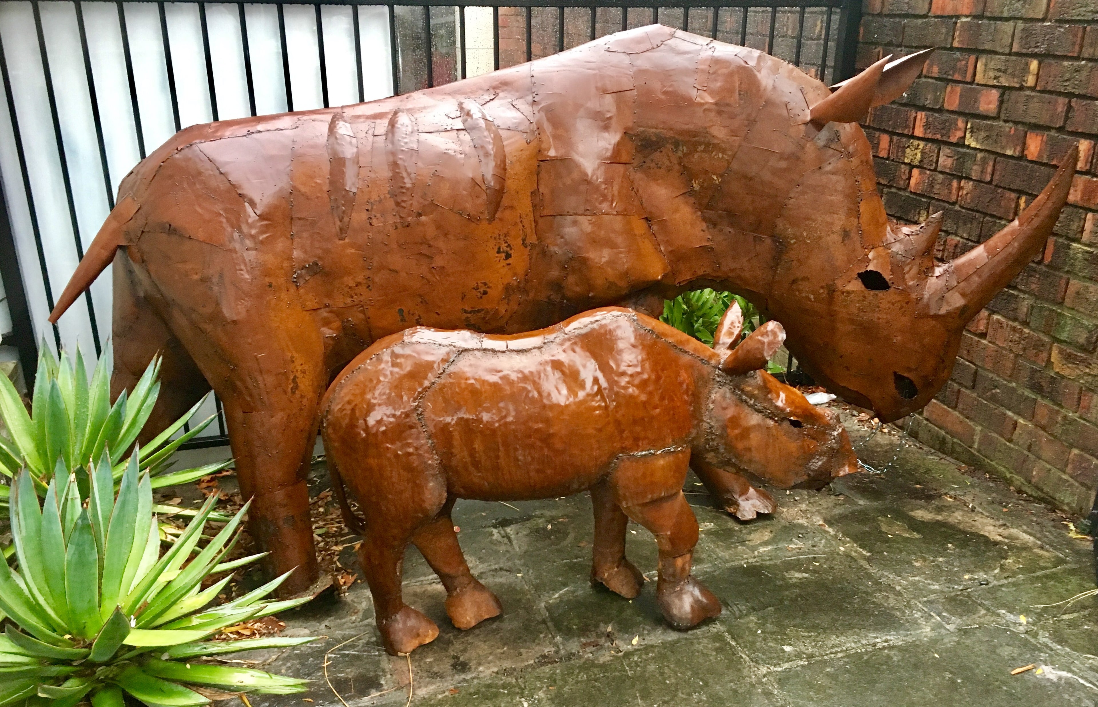 Rhino – Africanologie